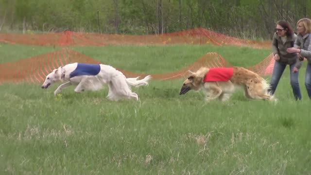 Ирландские терьеры :  На беговом троеборье (день рожденье ПБК)