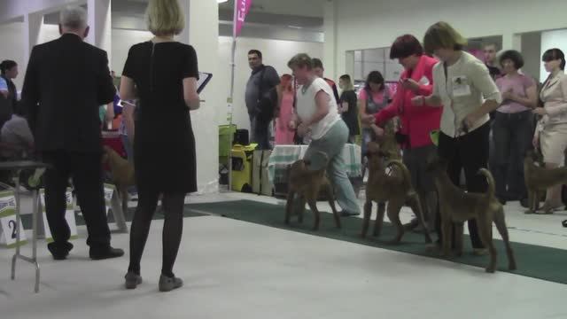 Ирландские терьеры: выставка собак: "Белые ночи -1- 2015"