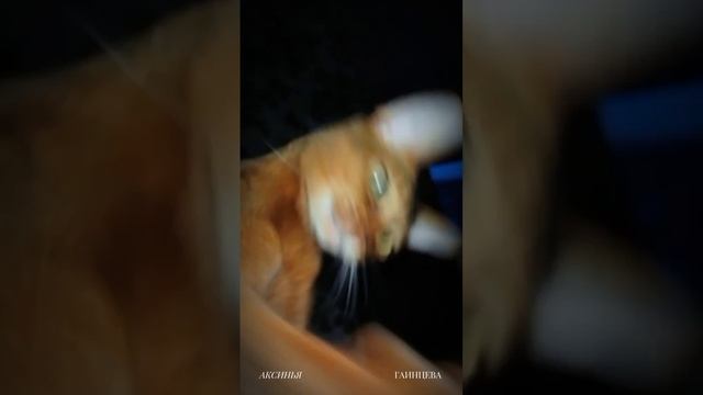 Аксинья лучше будильника 😺