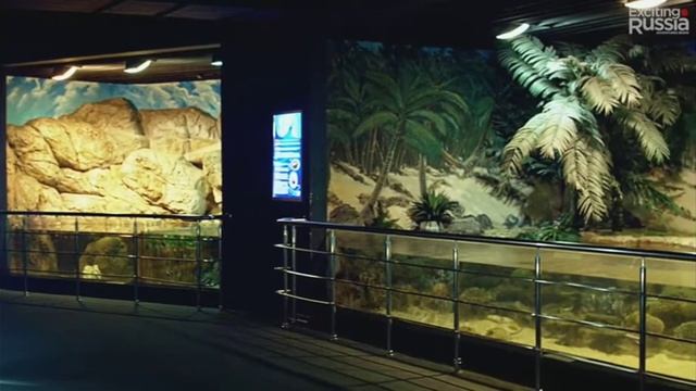 Реакция обзор на Адлерский океанариум.