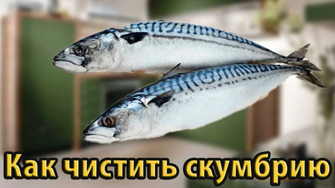 Как чистить скумбрию