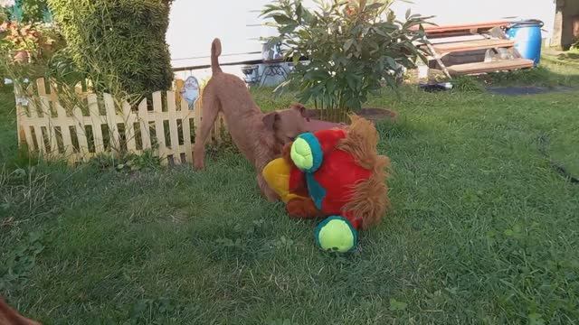 Ирландские терьеры : " Маленькая жадина "