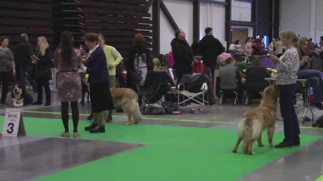 Ирландские терьеры : В ринге Ховаварт 2018