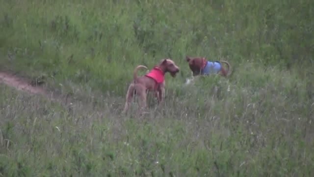 Ирландские терьеры :  на Соревнованиях по курсингу 2015