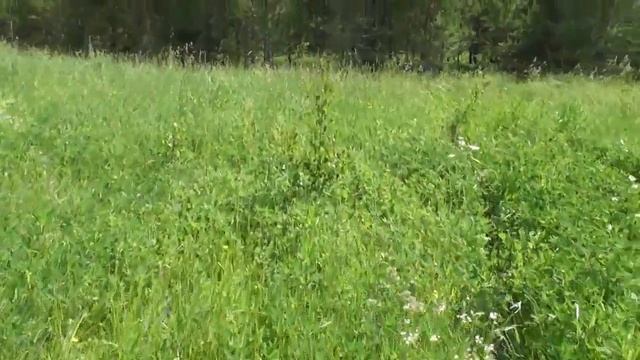 у кого как у нас началась грибная пора.