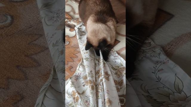 Котик не даёт убрать постель.