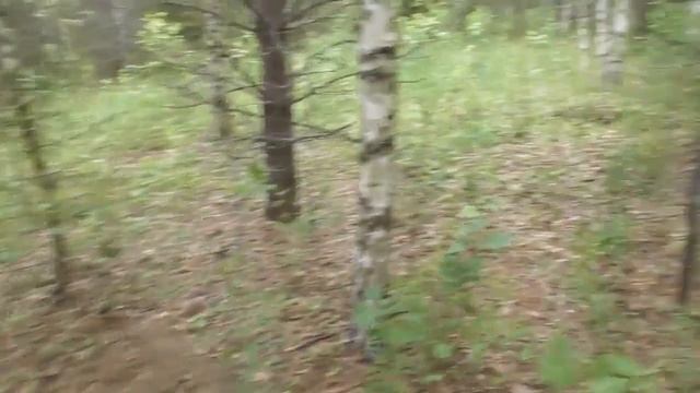 Мы снова в лесу заготавливаем грибы.