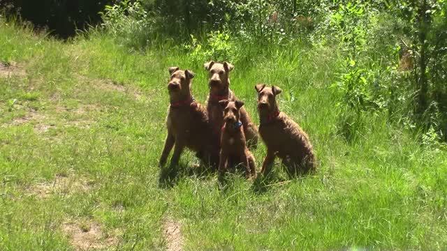 Ирландские терьеры: Лето , ах лето 2022.