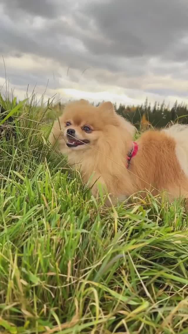 Я испортила Басину одичалость!