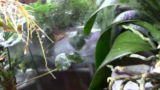 КАКТУС  ПИТАХАЙЯ  НА ГИДРОПОНИКЕ. Что будет?