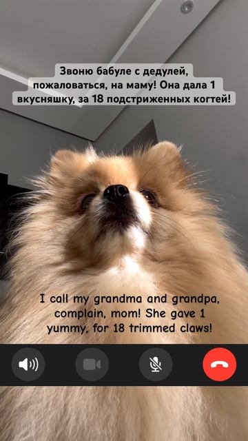 Звоню бабуле с дедулей #5