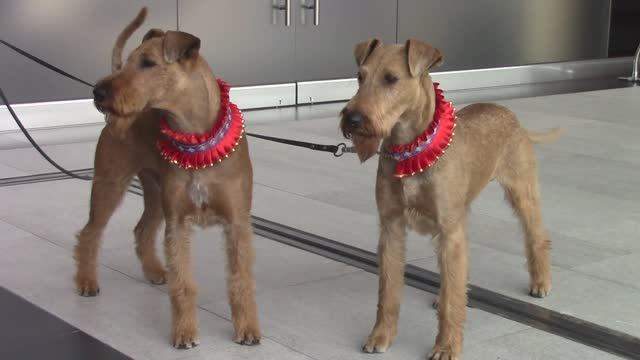 Ирландские терьеры : НА ВЫСТАВКУ В ГОСТИ