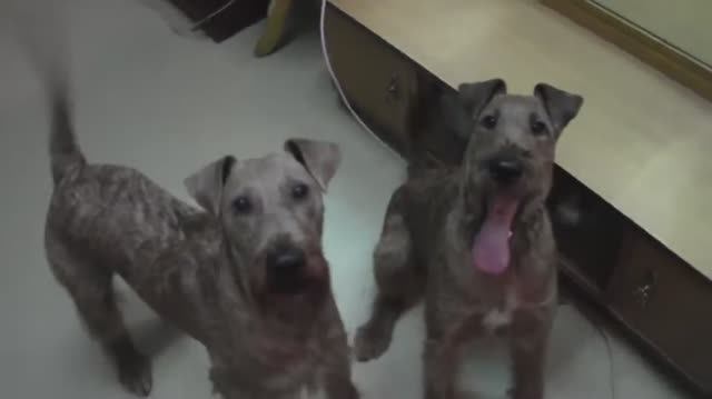 Ирландские терьеры : Мы азартно любим "зайцев" 2015