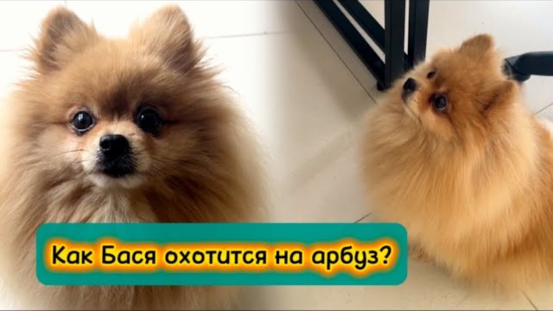 Как Бася охотится на арбуз?