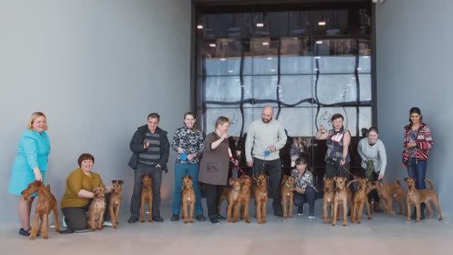 ИРЛАНДСКИЙ ТЕРЬЕР : монопородка  Санкт-Петербург2018