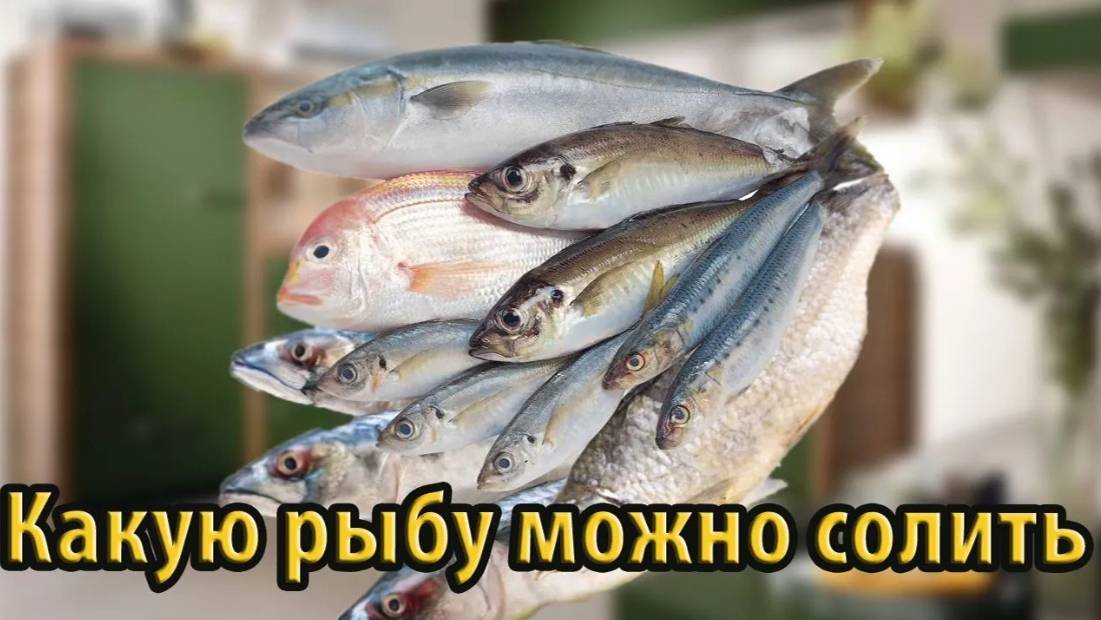 Какую рыбу можно солить