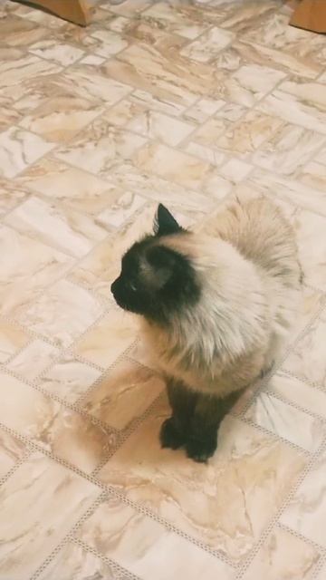 Кошка и ёлка