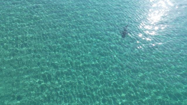 Акулы в средиземном море