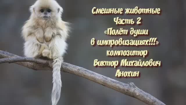 МУЗЫКА «Смешные животные №2» ИМПРОВИЗАЦИЯ фортепиано композитор Виктор Анохин #instrumentalmusic