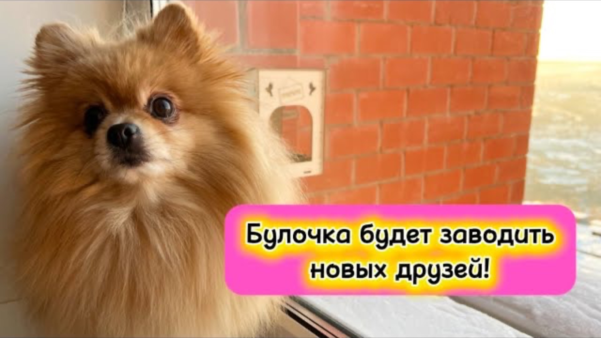 Булочка будет заводить новых друзей!