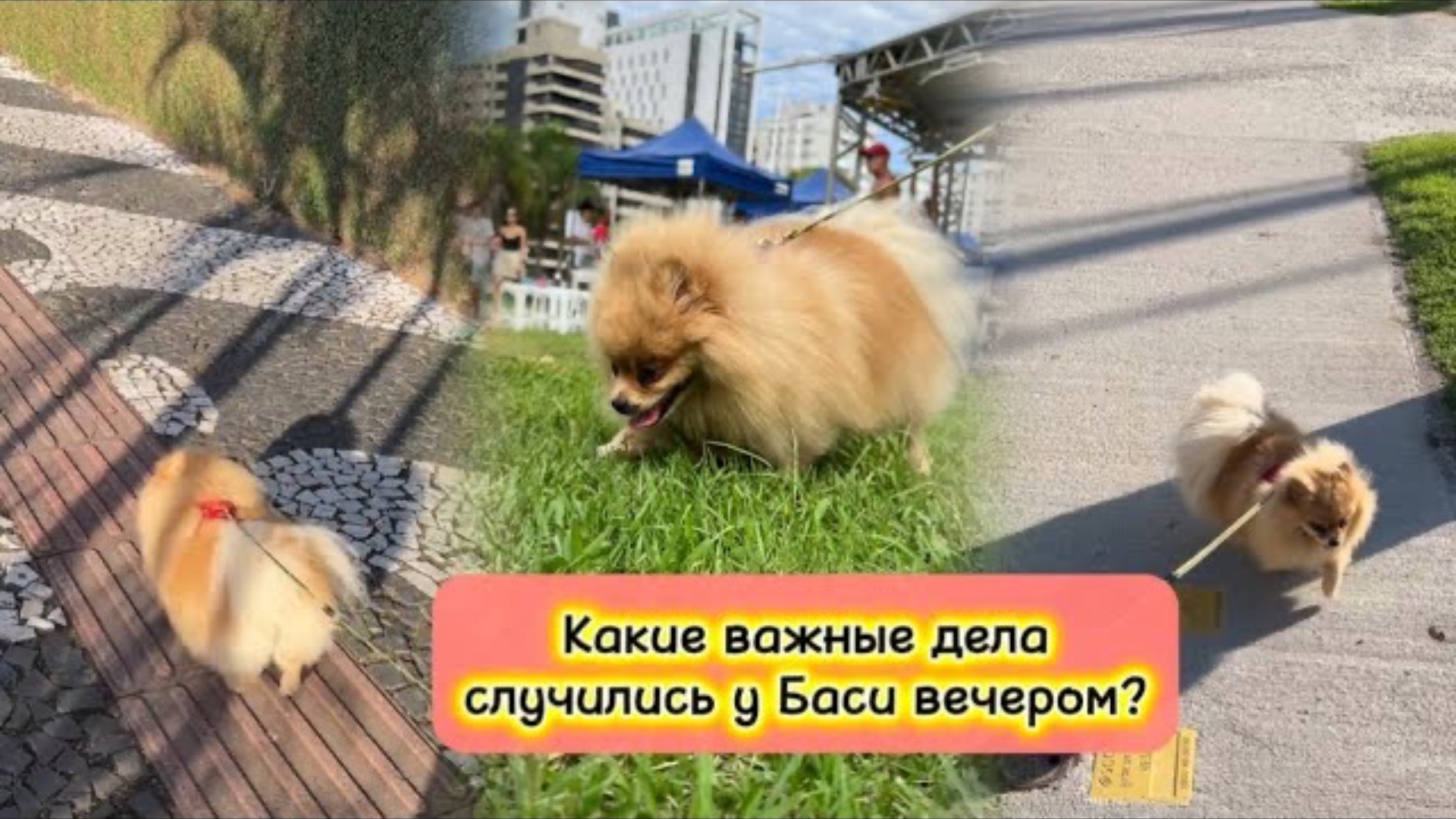 Какие важные дела случились у Баси вечером?