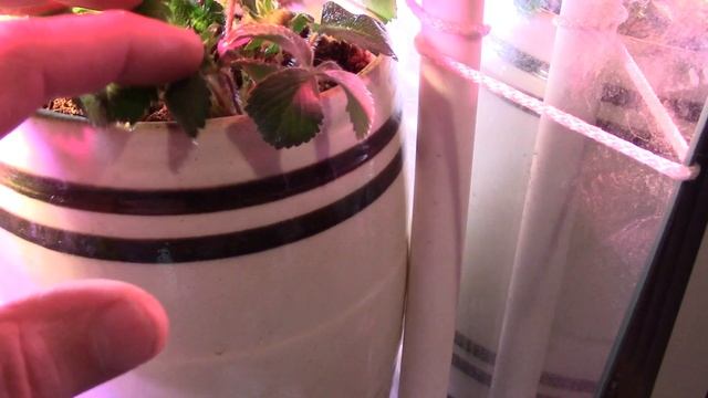 КЛУБНИКА НА ГИДРОПОНИКЕ. Все растет и радует. Очередной отчет для подписчиков.