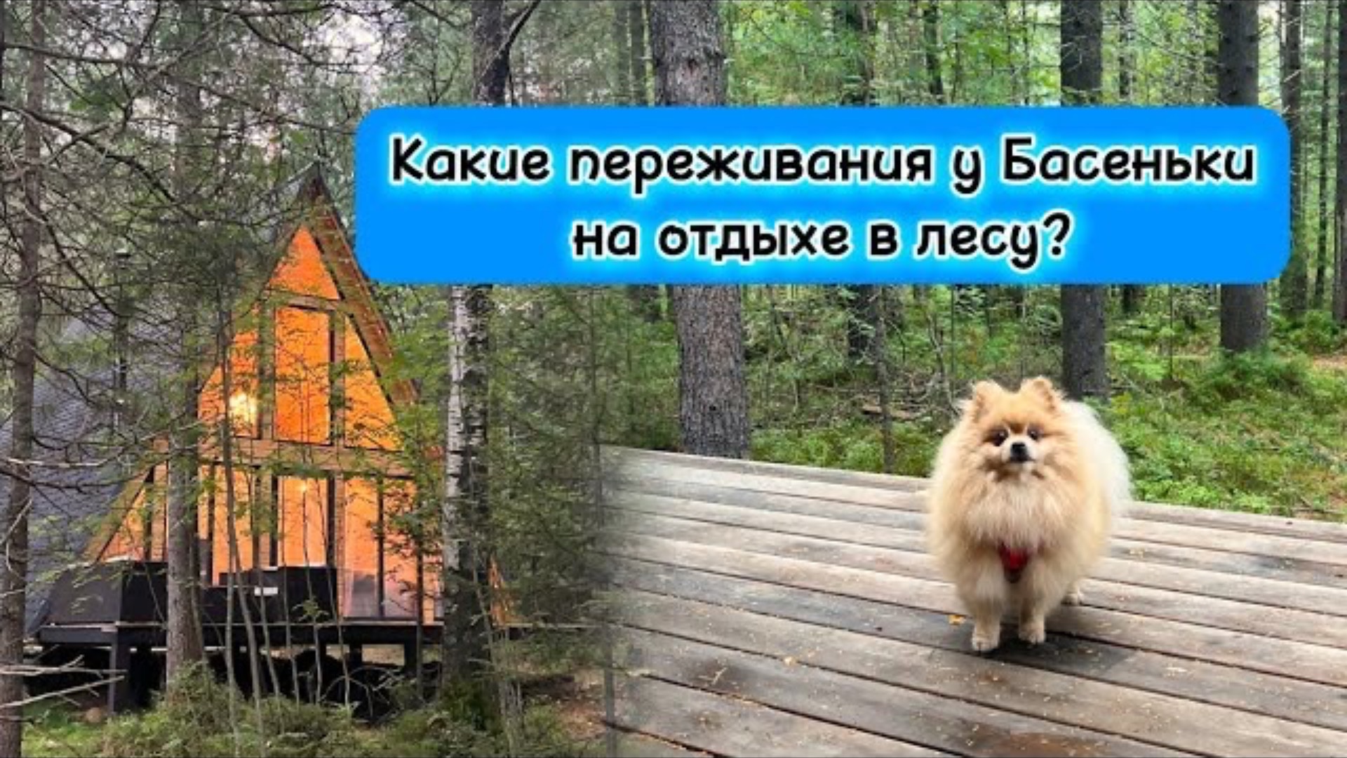 Какие переживания у Басеньки на отдыхе в лесу?