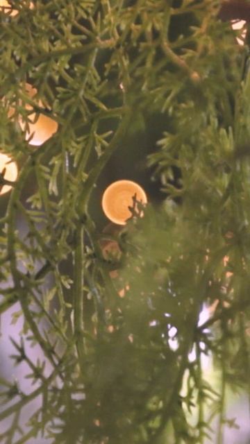 Московская Усадьба Деда Мороза.