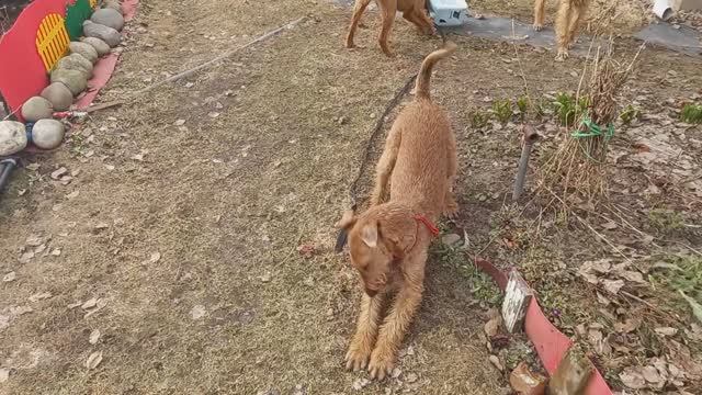 Ирландские терьеры : " Немного пошумим "