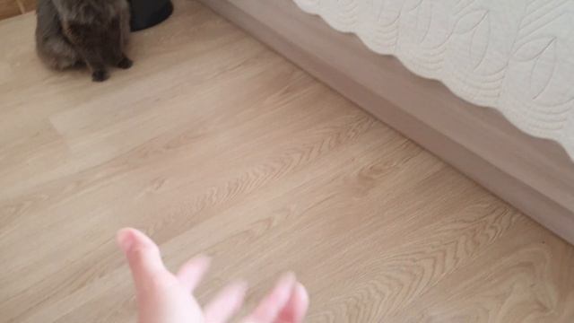 Пушистая банда против мотылька!