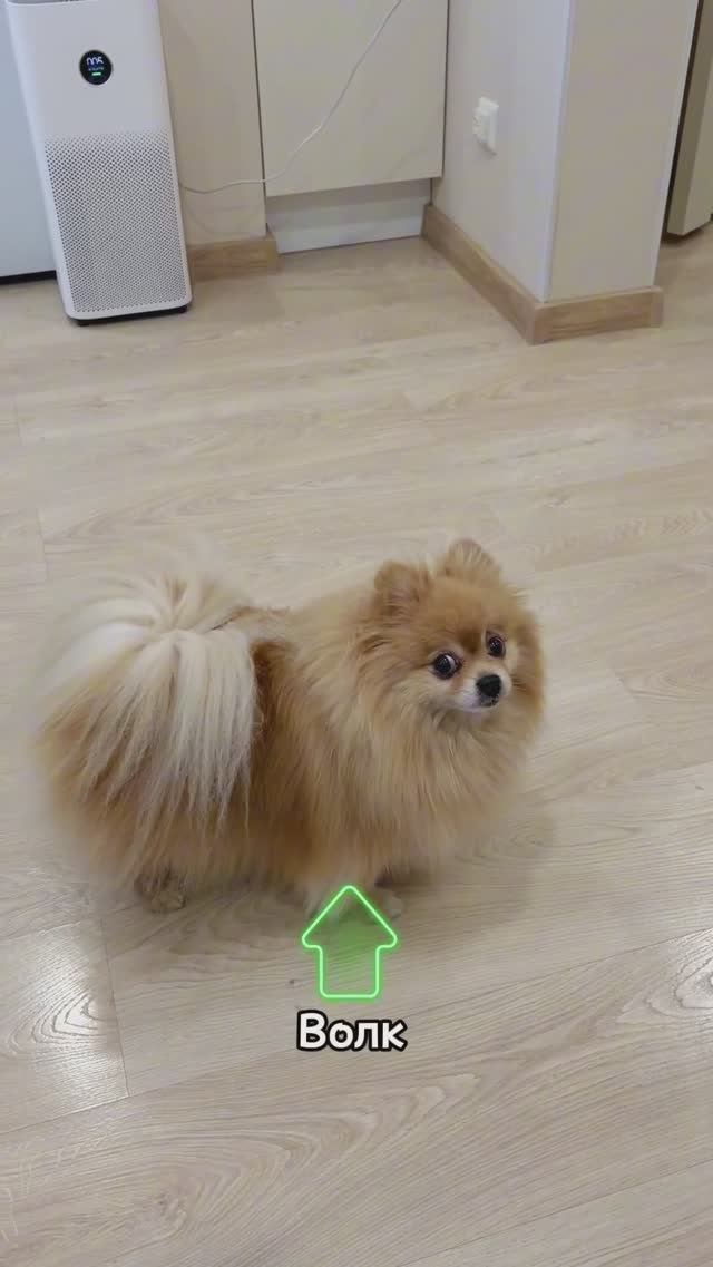 Самый милый на свете волк!