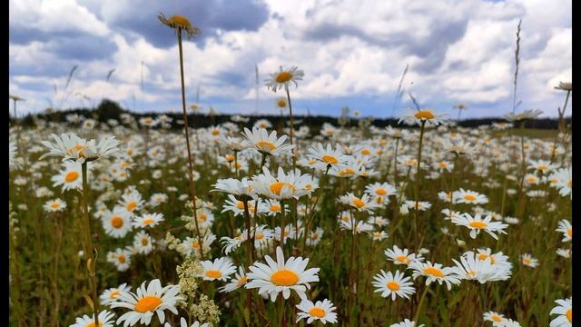 А  Пушкин  Письмо Татьяны Онегину  Отрывок из романа "Евгений Онегин" #стихиолюбви #поэты19века