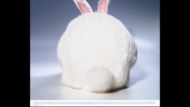 Анекдот про Маленький Беленький Хвостик e-f2e4ec8e7ddc