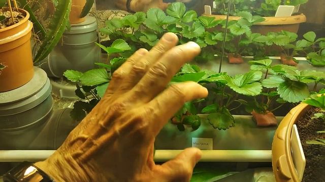 ВЫРАЩИВАНИЕ КЛУБНИКИ ДОМА на гидропонике. Продолжаю эксперименты. Завязались первые ягоды. Часть 4