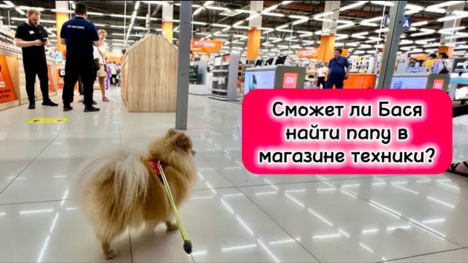 Сможет ли Бася найти папу в магазине техники?