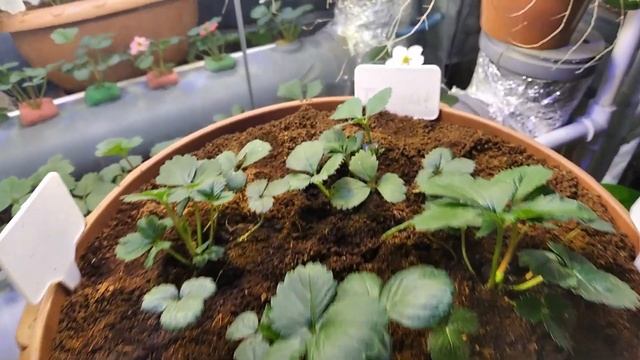 ВЫРАЩИВАНИЕ КЛУБНИКИ ДОМА на гидропонике. Продолжаю эксперименты. Пока вроде все хорошо. Часть 2