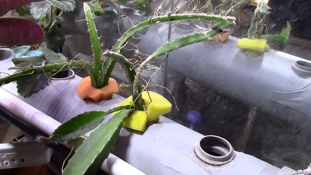 ЧТО БУДЕТ С КАКТУСОМ ПИТАЙЯ НА ГИДРОПОНИКЕ? WHAT WILL HAPPEN WITH PITAYA CACTUS IN HYDROPONICS?
