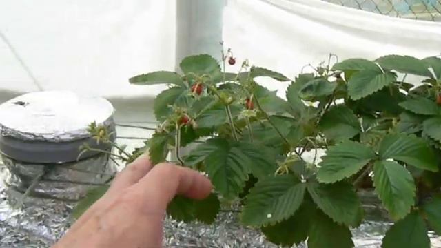 Гидропоника. ВЕСТИ С ПОЛЕЙ. Прошло 28 дней.