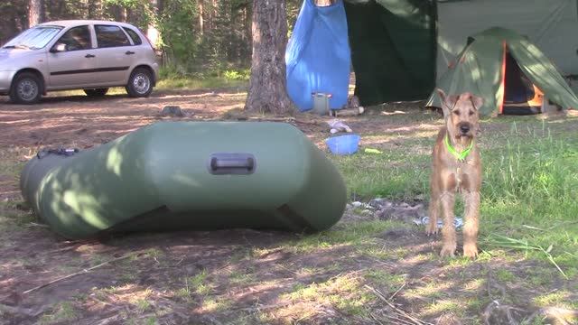 Ирландские терьеры : в походе... про Любовь ...