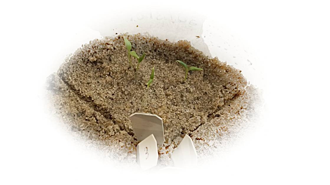 Проращивание мелких семян на примере различных видов пасленовых.