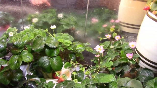 КЛУБНИКА НА ГИДРОПОНИКЕ. Очередной отчет для подписчиков. А будет ли расти кактус, решил попробовать