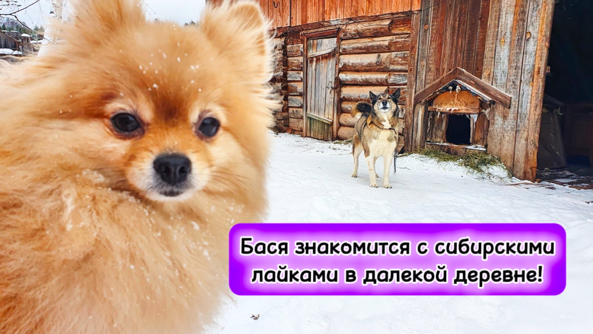 Бася Шпиц знакомится с сибирскими лайками в далекой деревне!