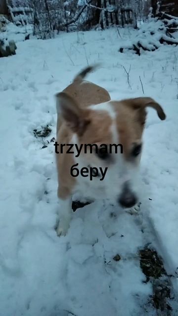 #польский_язык 📚✍️❤️ #Скороговорка_с_переводом_и_произношением🐕_#шорт