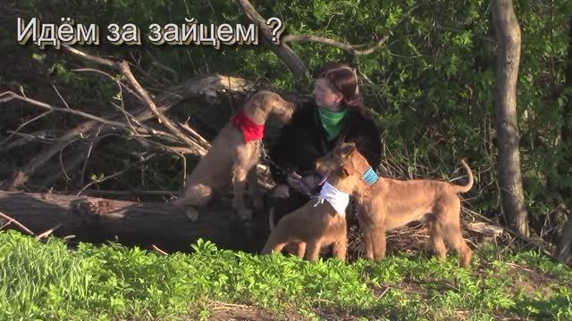 Ирландские терьеры : За зайцем !