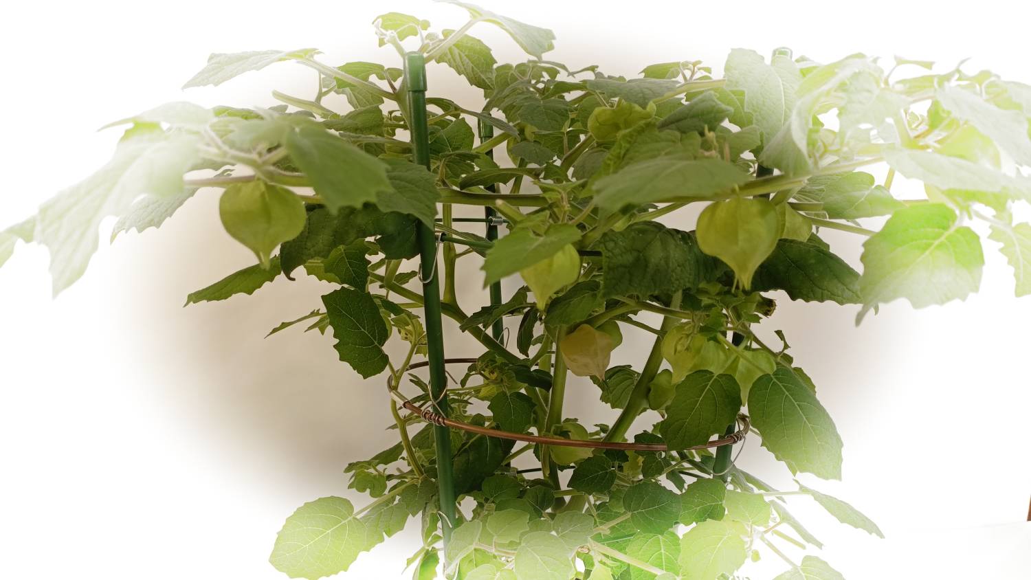 Ягодные физалисы (Physalis pubescens) в горшках на подоконнике. Первый опыт. 2024г