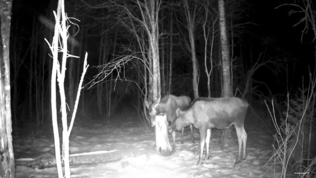 Лоси любят лизунцы Ленинградская область.