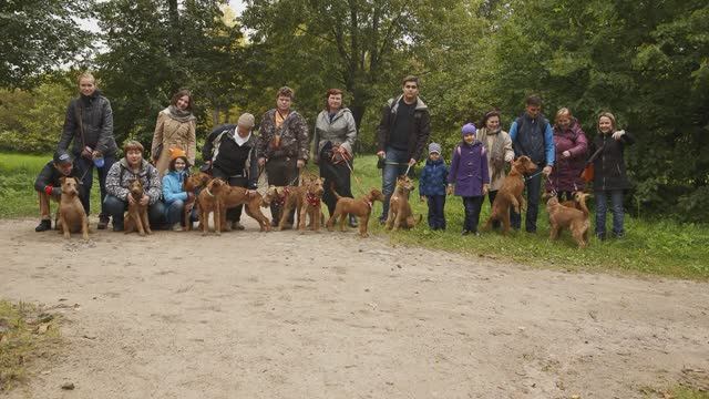 Ирландские терьеры : Встреча ирландских терьеров "Рыжая осень " 2017