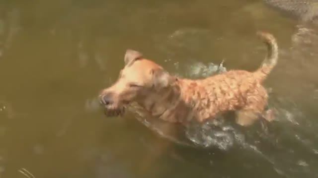 Ирландские терьеры : Купаться ,купаться 2015