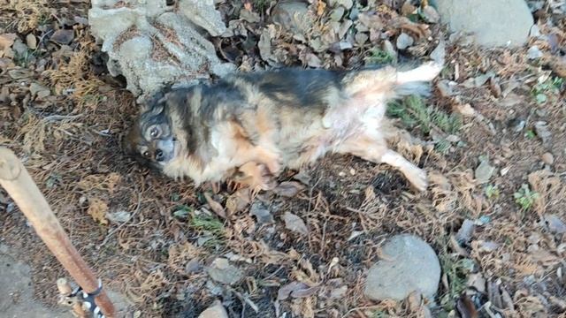 Чипандилкина надо чухать!! Срочно!