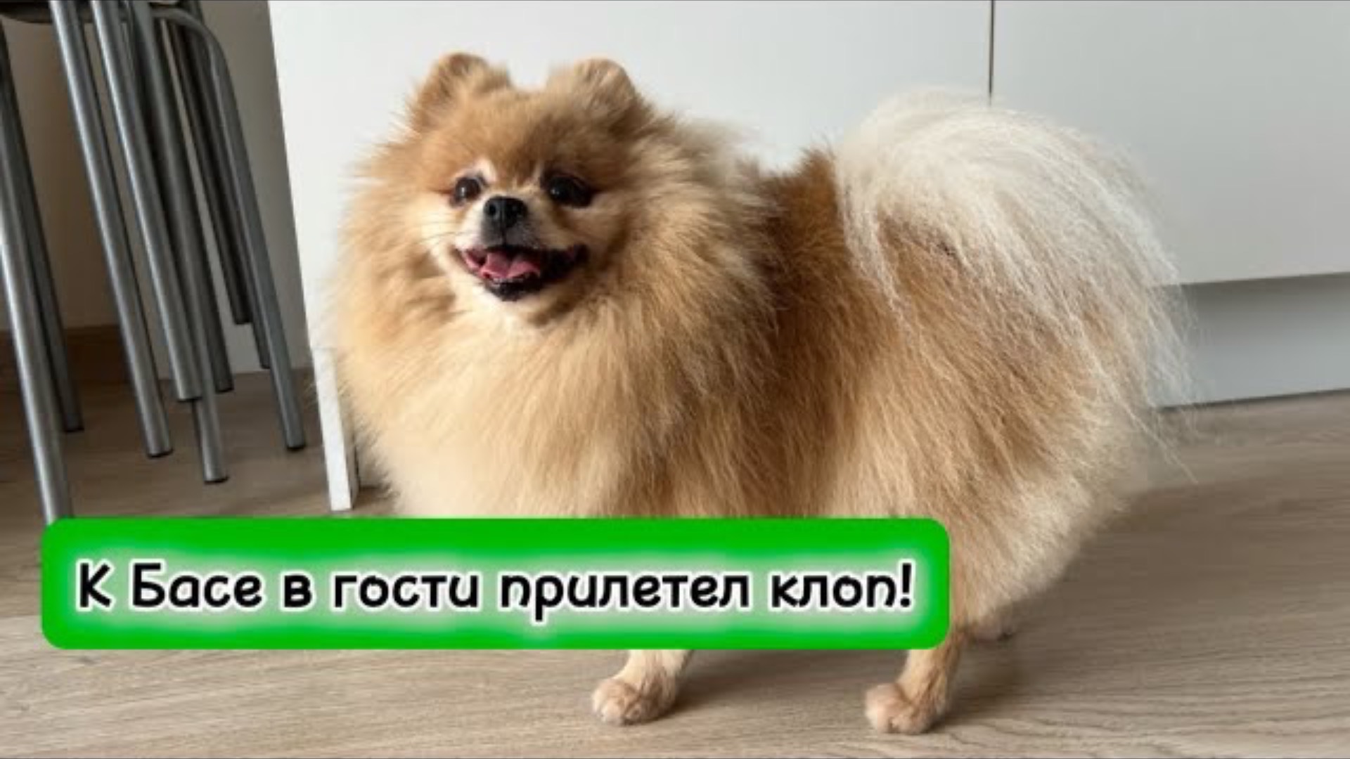 К Басе в гости прилетел клоп!